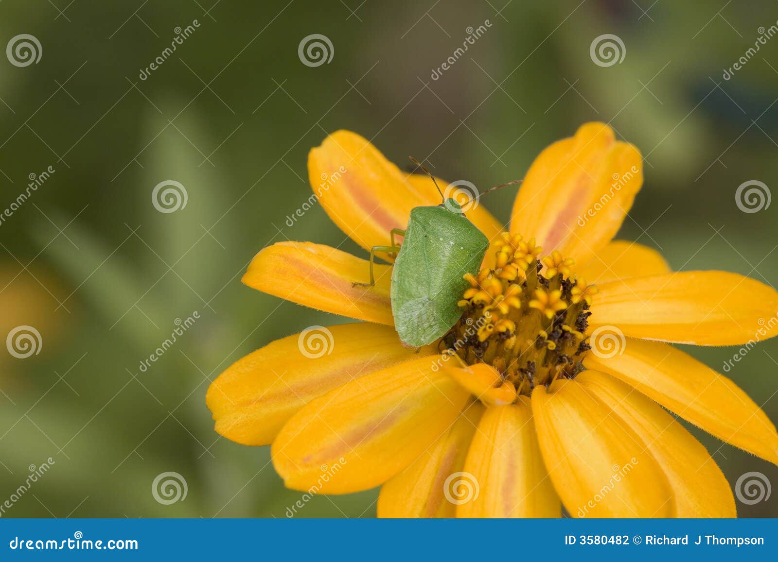 Southern Green Shieldbug, Nezara Viridula. Life Cycle Royalty-Free ...