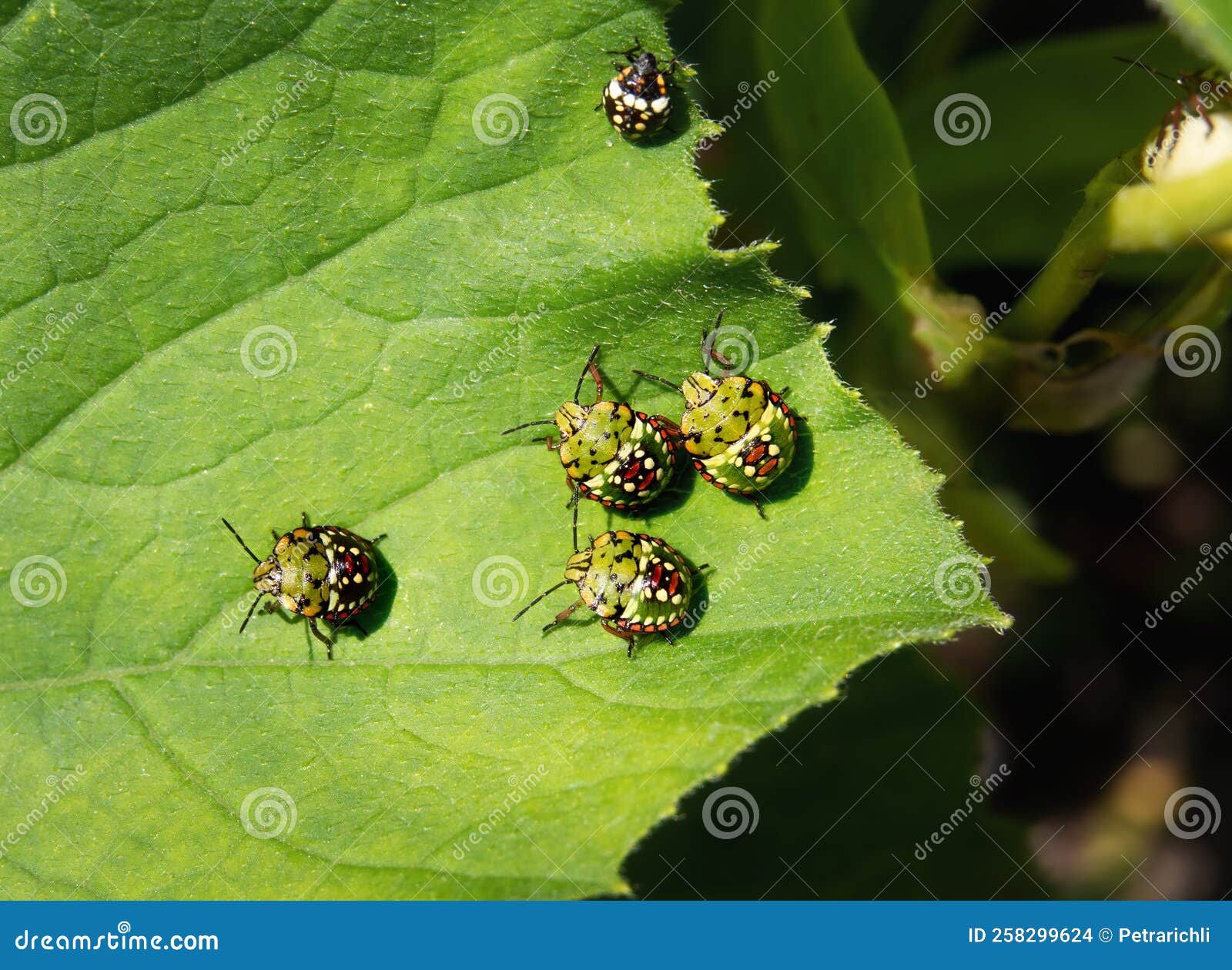 Southern Green Stink Bug Babies on Zucchini Leaf. Stock Photo - Image ... Southern Green Stink Bug Babies on Zucchini Leaf. Stock Photo - Image ...