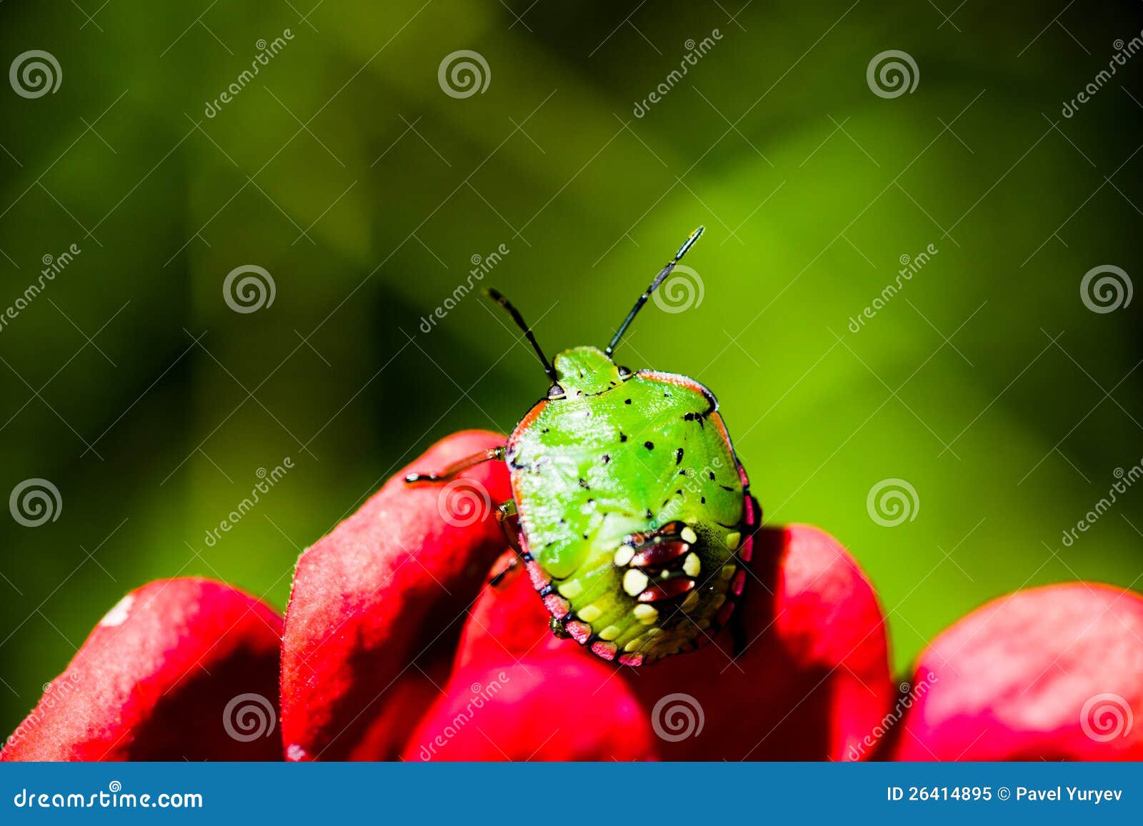 Southern Green Shieldbug, Nezara Viridula. Life Cycle Royalty-Free ...