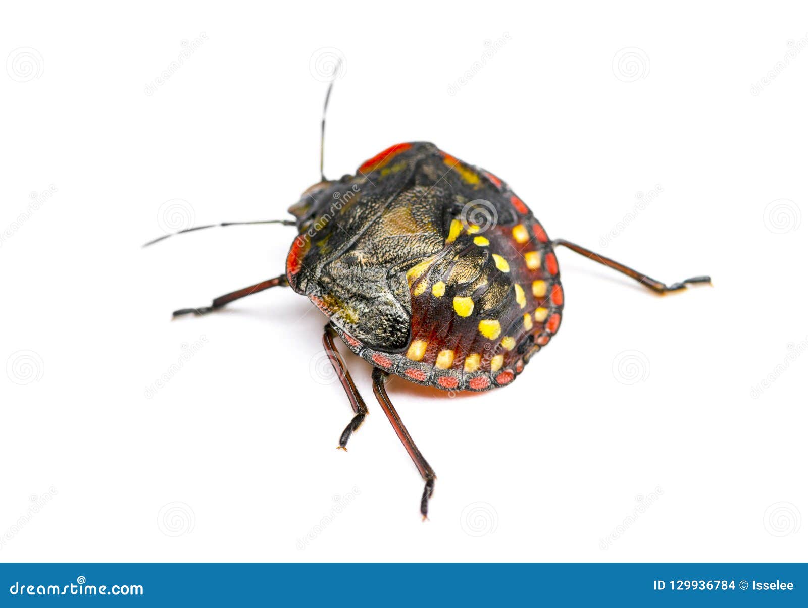 Southern Green Shieldbug, Nezara Viridula. Life Cycle Royalty-Free ...