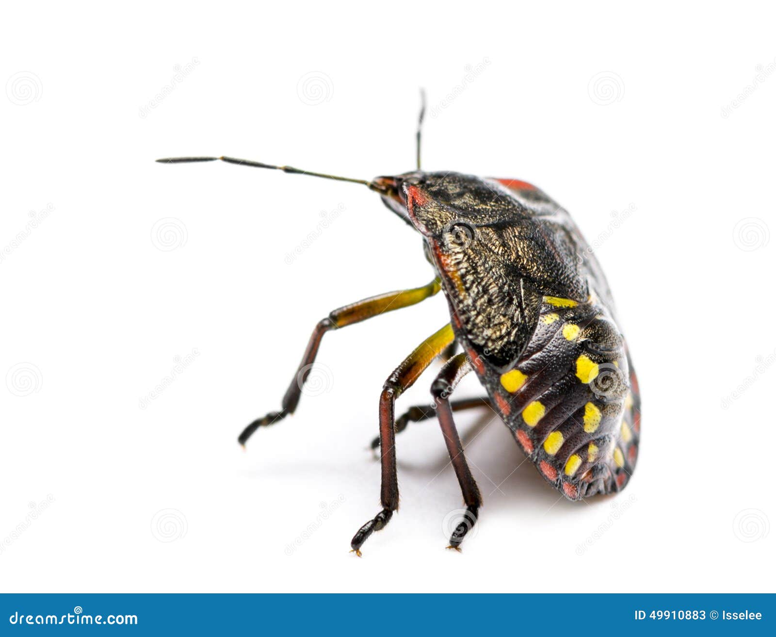 Southern Green Shieldbug, Nezara Viridula. Life Cycle Royalty-Free ...