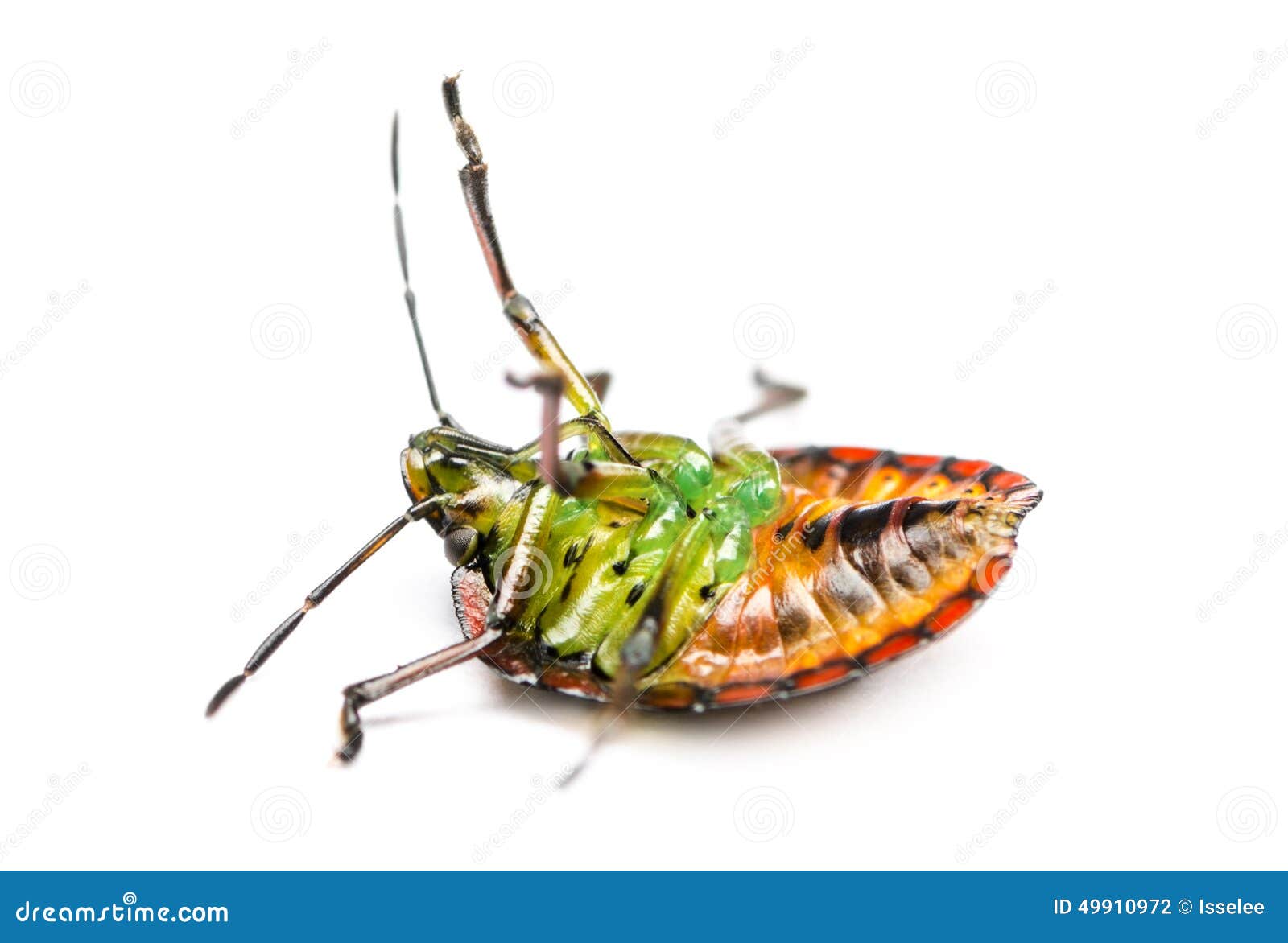 Southern Green Stink Bug, Nezara Viridula, on Its Back Stock Photo ...