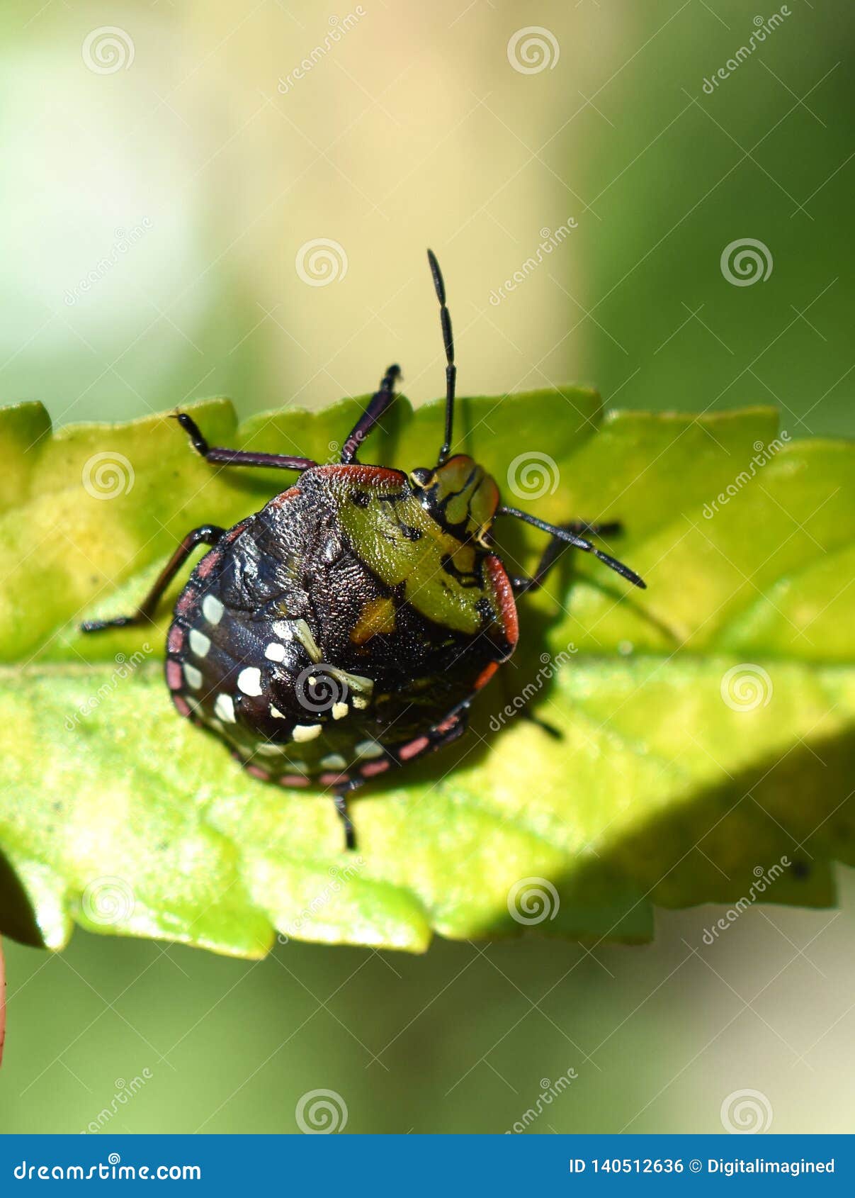 Green Stink Bug Nezara Viridula Nymph Stock Photo - Image of insect ...