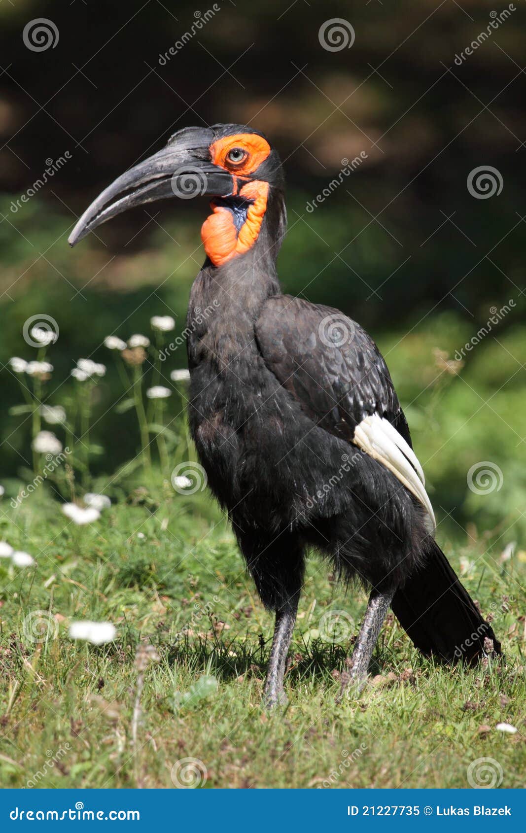 Southern ground hornbill stock image. Image of ground - 21227735