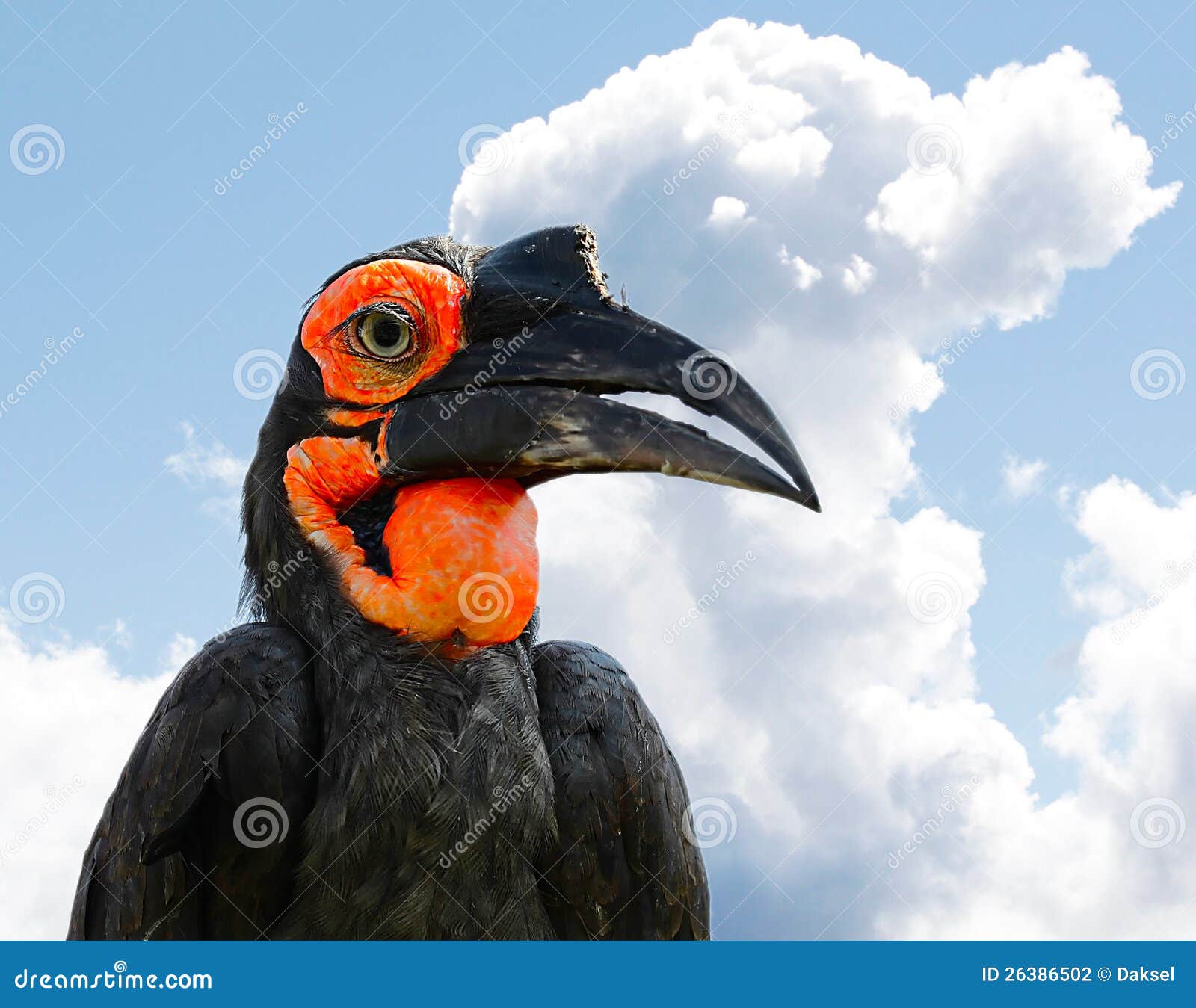 The Southern Ground Hornbill Stock Photo - Image of bird, clear: 26386502