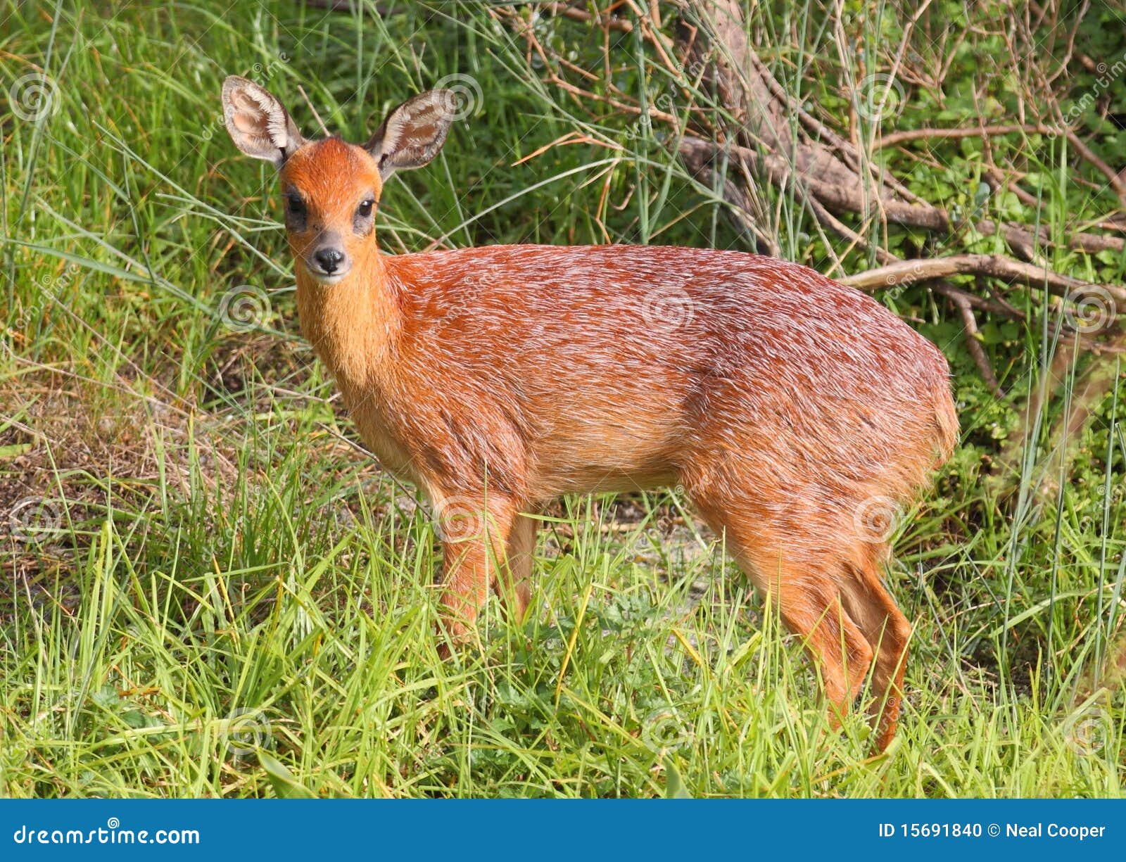 Cape Grysbok