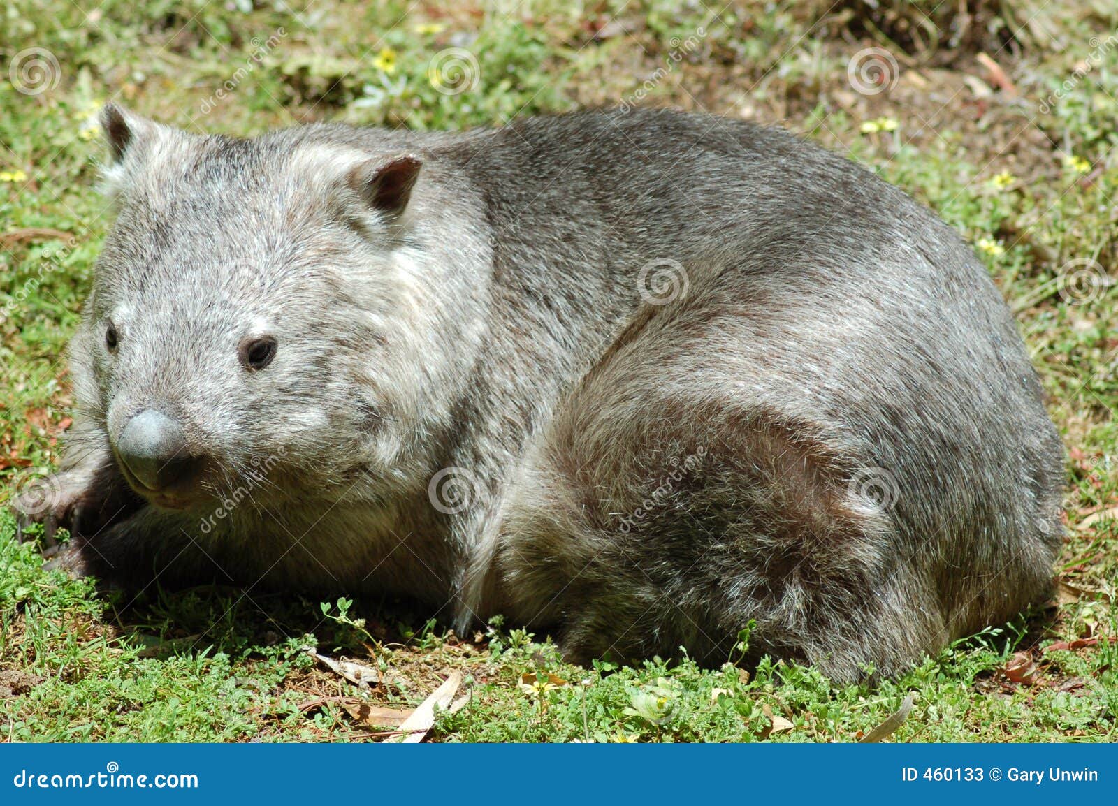 Southern Hairy Nosed Wombat Stock Image - Image of burrow, unique: 460133
