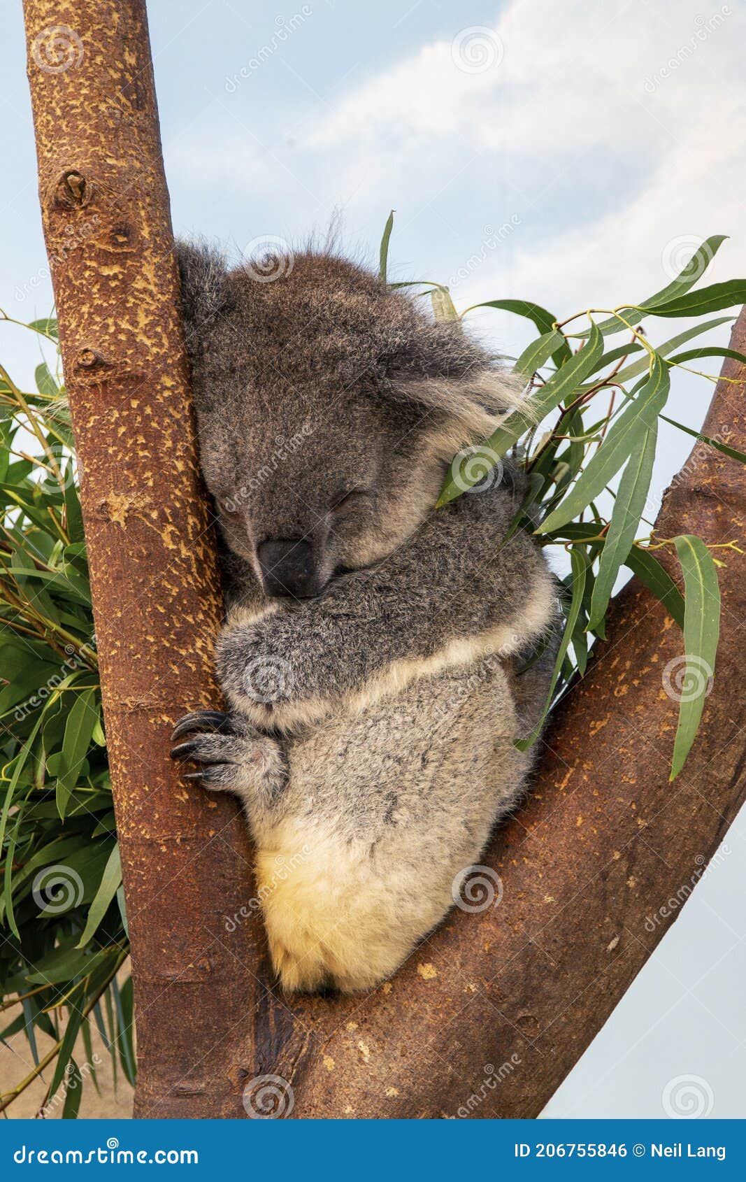 Southern Koala Hanging Onto a Eucalyptus Tree Stock Photo - Image of ...