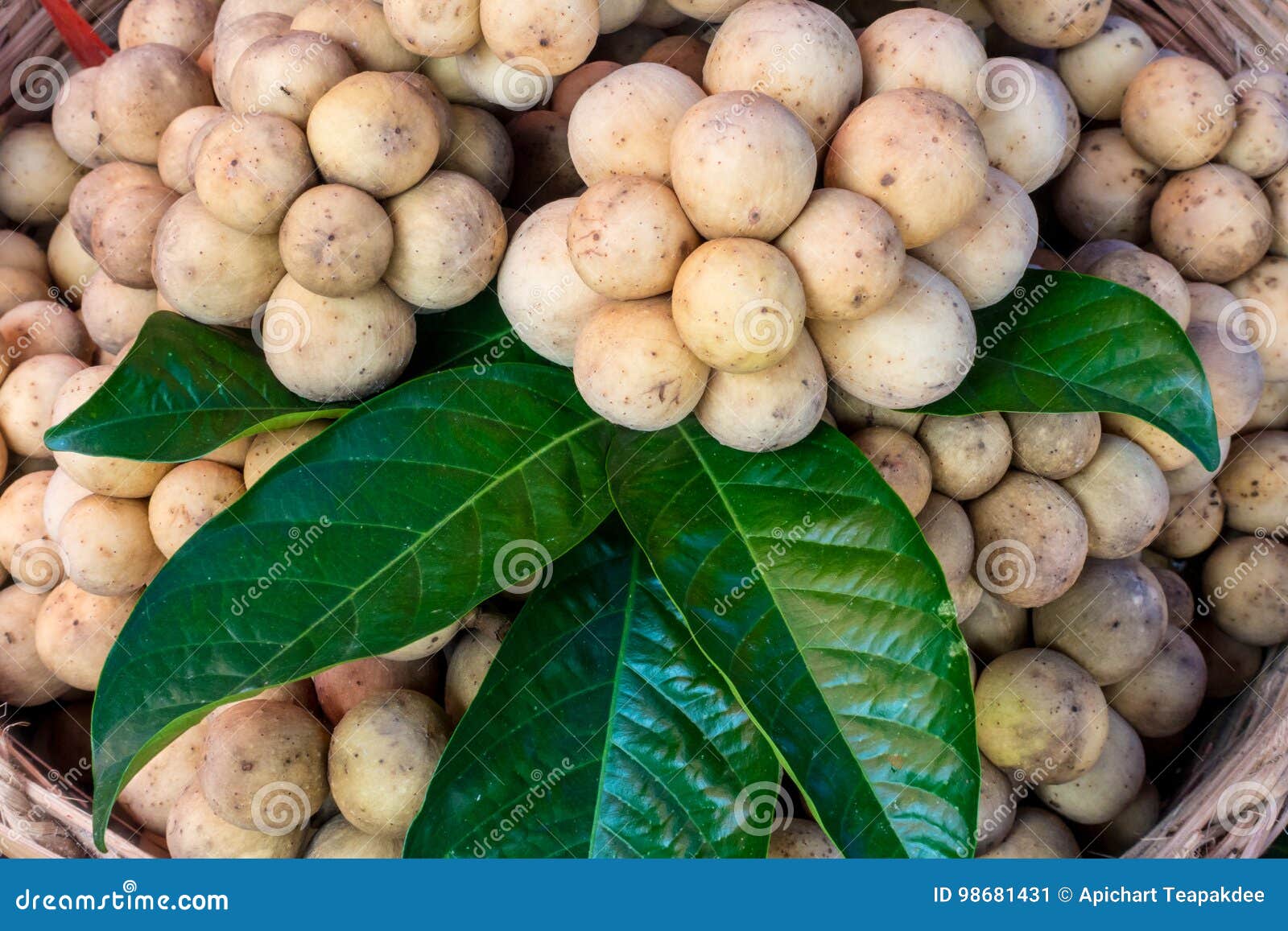 Southern langsat stock image. Image of vegetarian, agriculture - 98681431