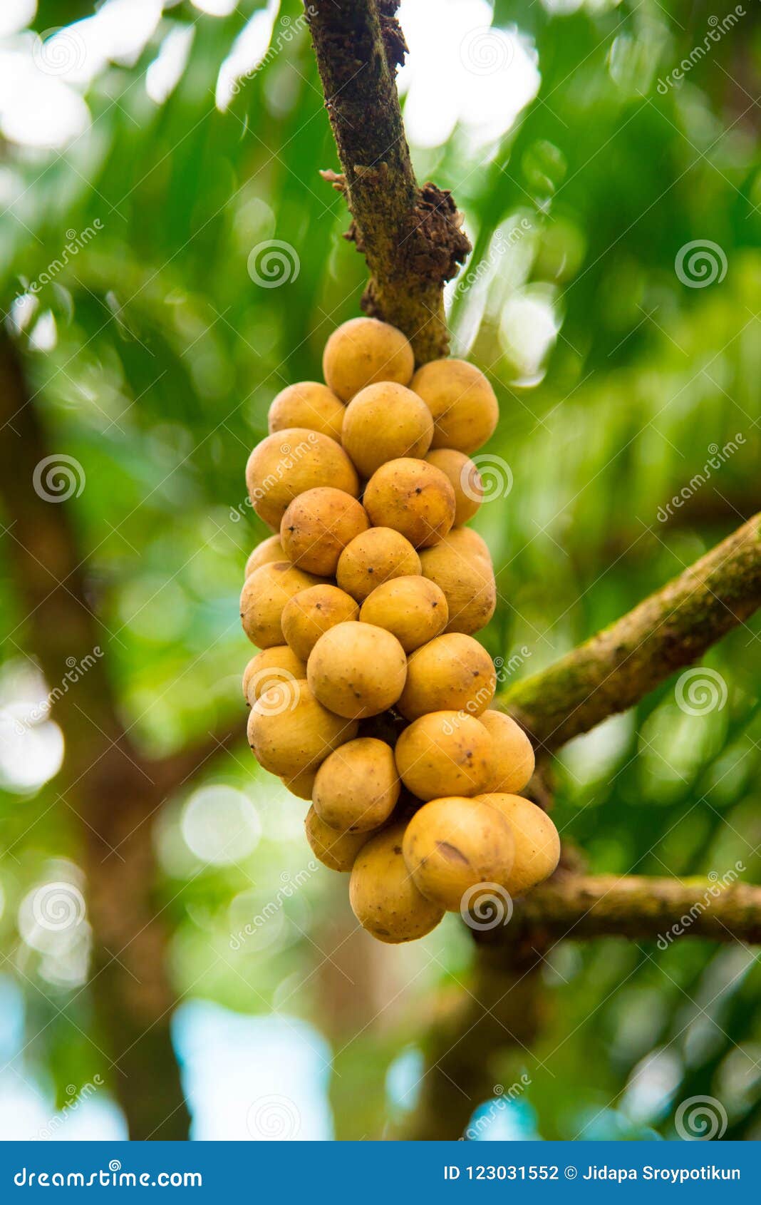 Southern langsat thailand stock photo. Image of tasty - 123031552