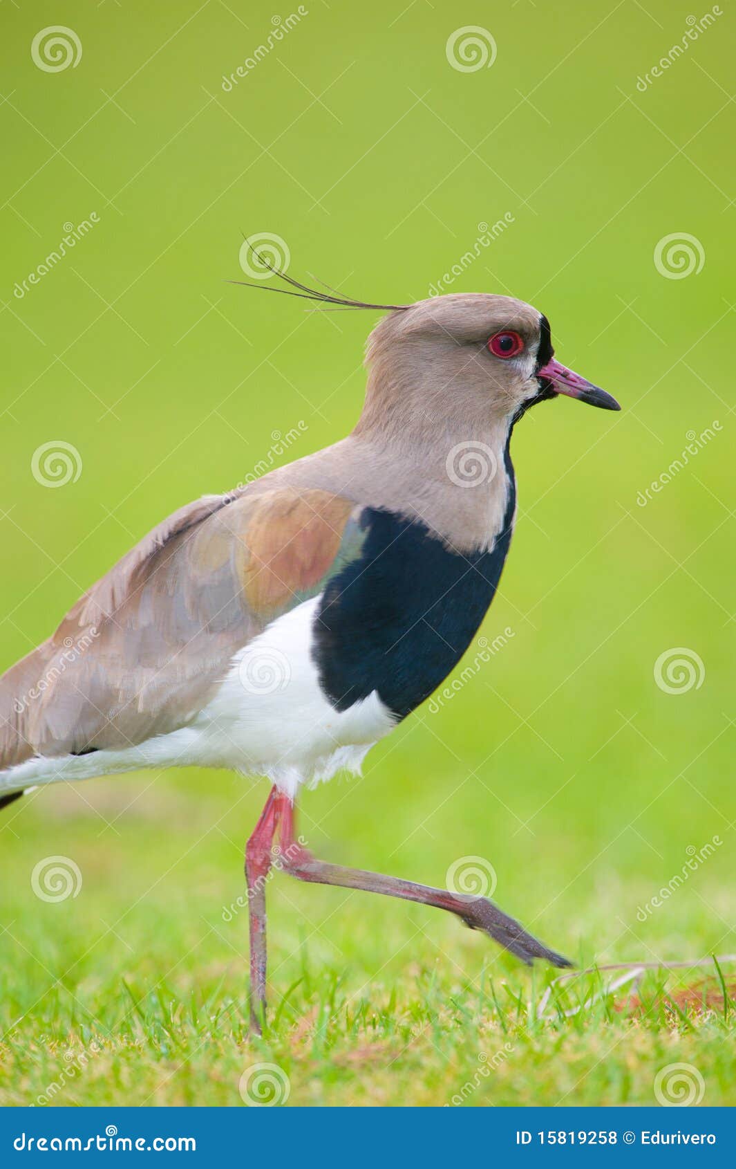 Southern Lapwing stock photo. Image of argentina, crowned - 15819258