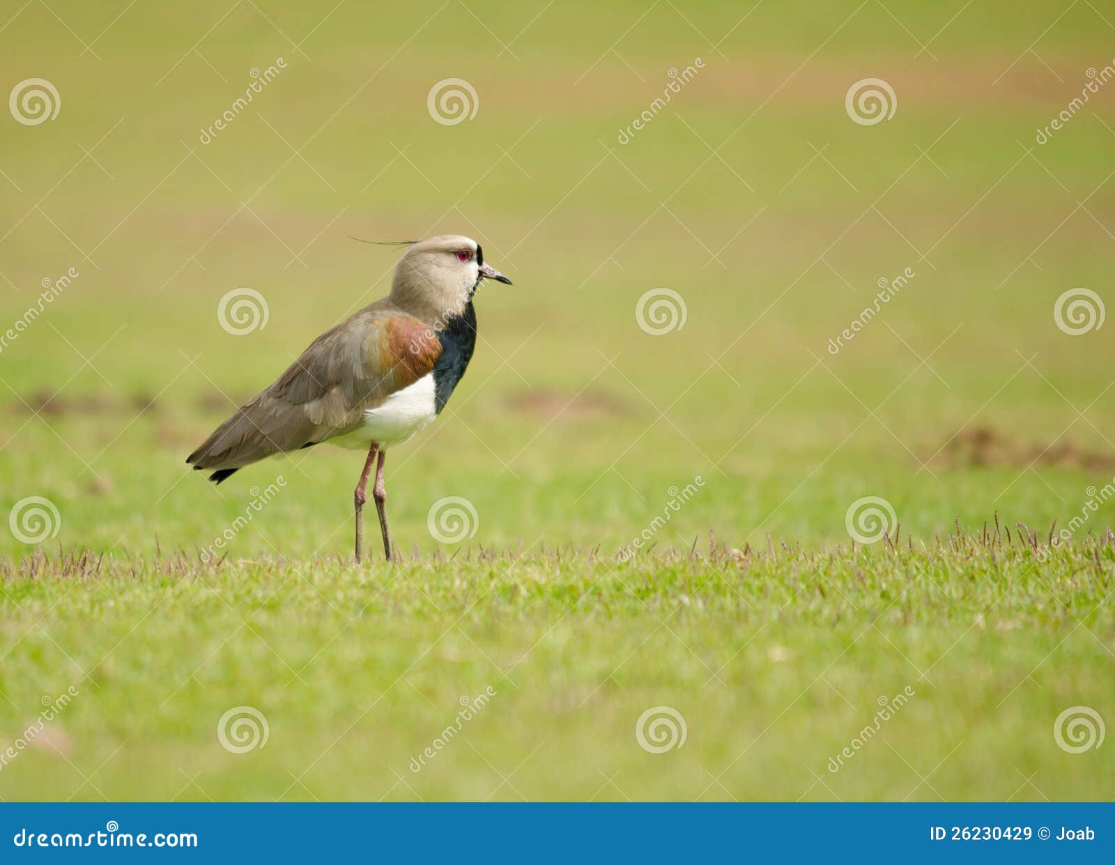 Southern Lapwing stock image. Image of feathered, plumage - 26230429