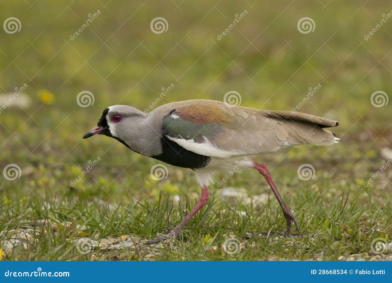 Southern Lapwing stock photo. Image of tero, brown, animal - 28668534