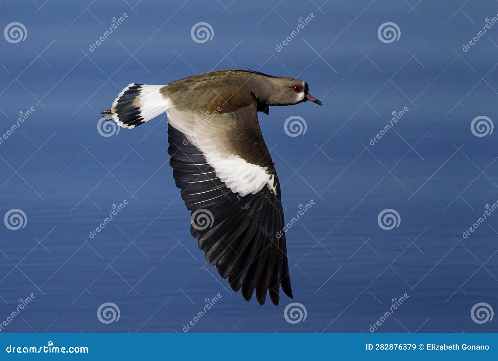 Southern Lapwing Bird Flying Stock Image - Image of fauna, horizontal ...