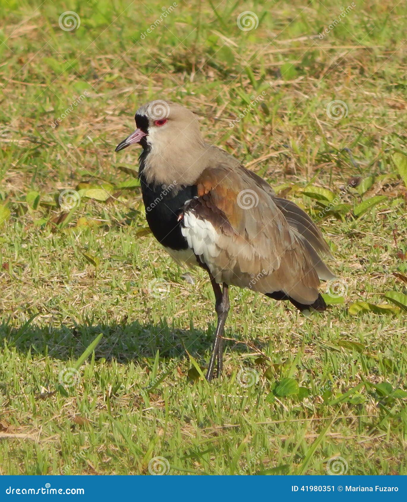 Southern Lapwing bird stock image. Image of grass, bird - 41980351