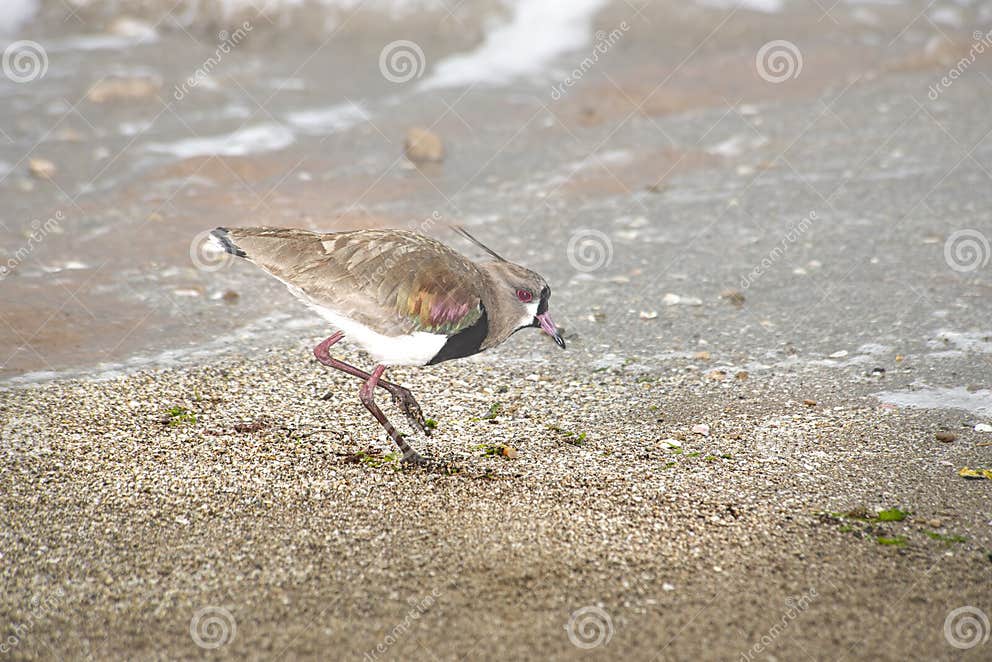 Southern Lapwing Chasing Insects on the Beach Stock Image - Image of ...