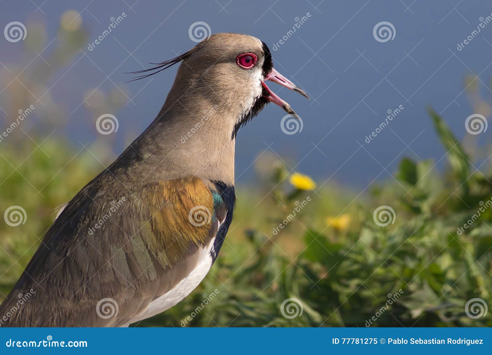 Southern lapwing stock image. Image of animal, america - 77781275