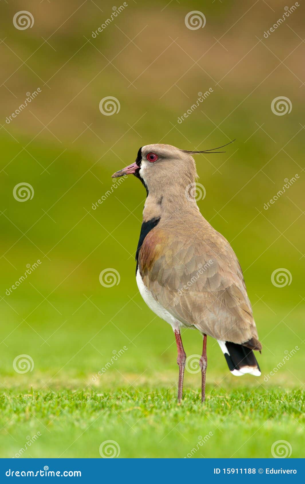 Southern Lapwing in a Field Stock Photo - Image of migrant, coast: 15911188