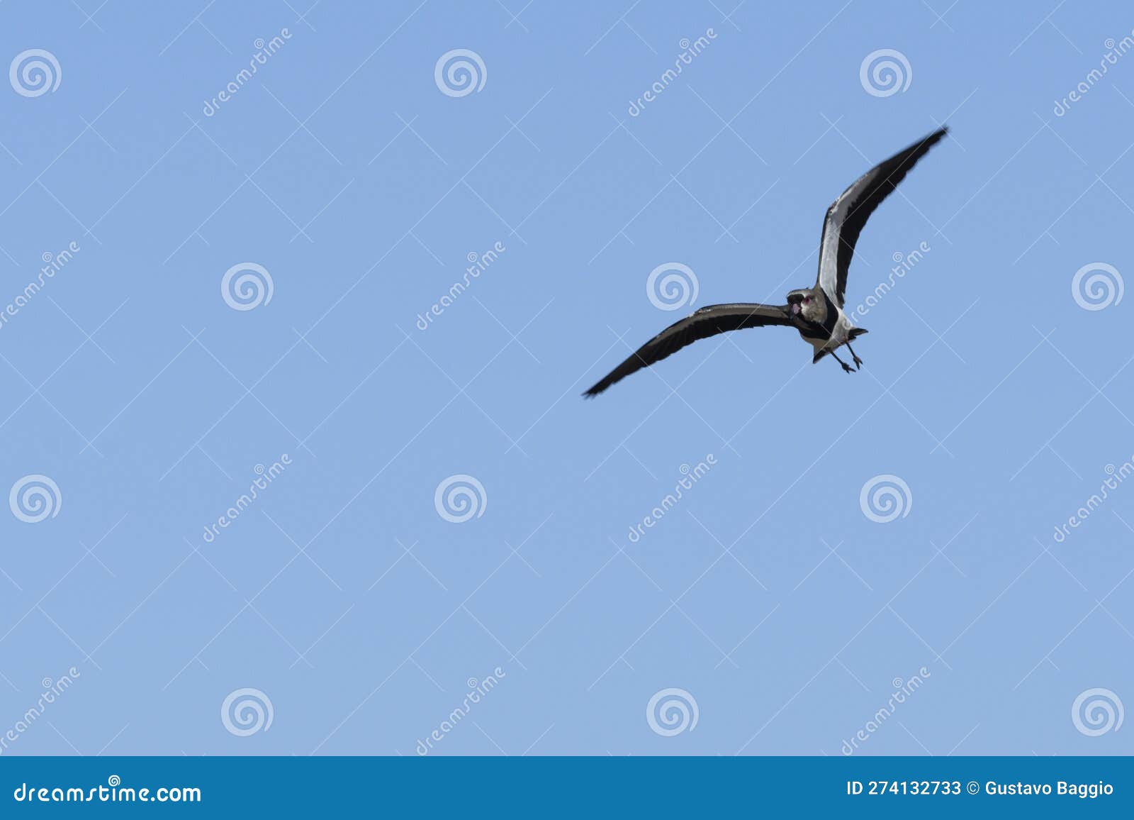 Southern Lapwing Flying in Blue Sky Stock Image - Image of blue, flying ...