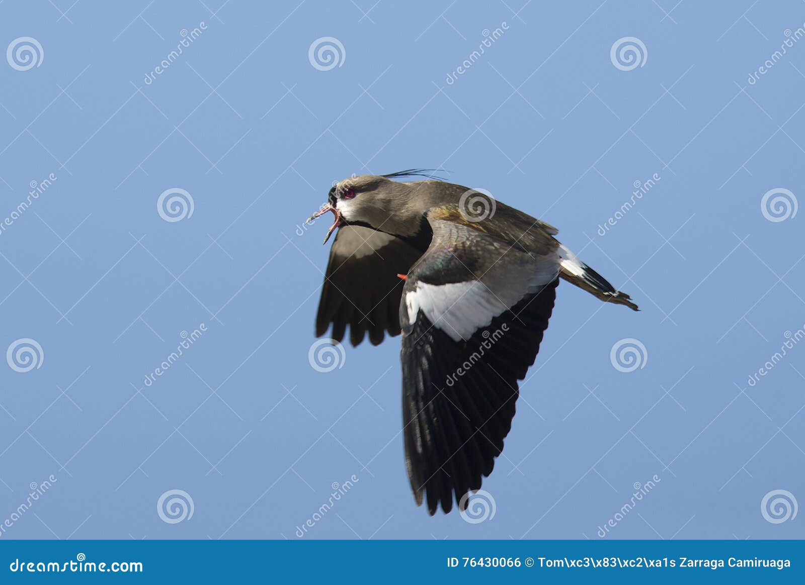 Southern lapwing stock photo. Image of southern, skies - 76430066