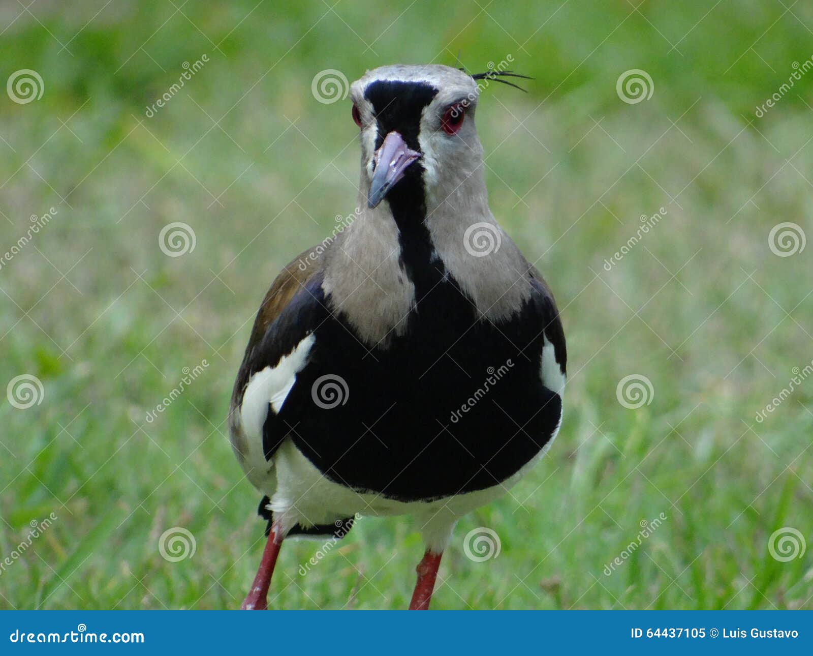 Southern Lapwing stock image. Image of bird, baby, lapwing - 64437105
