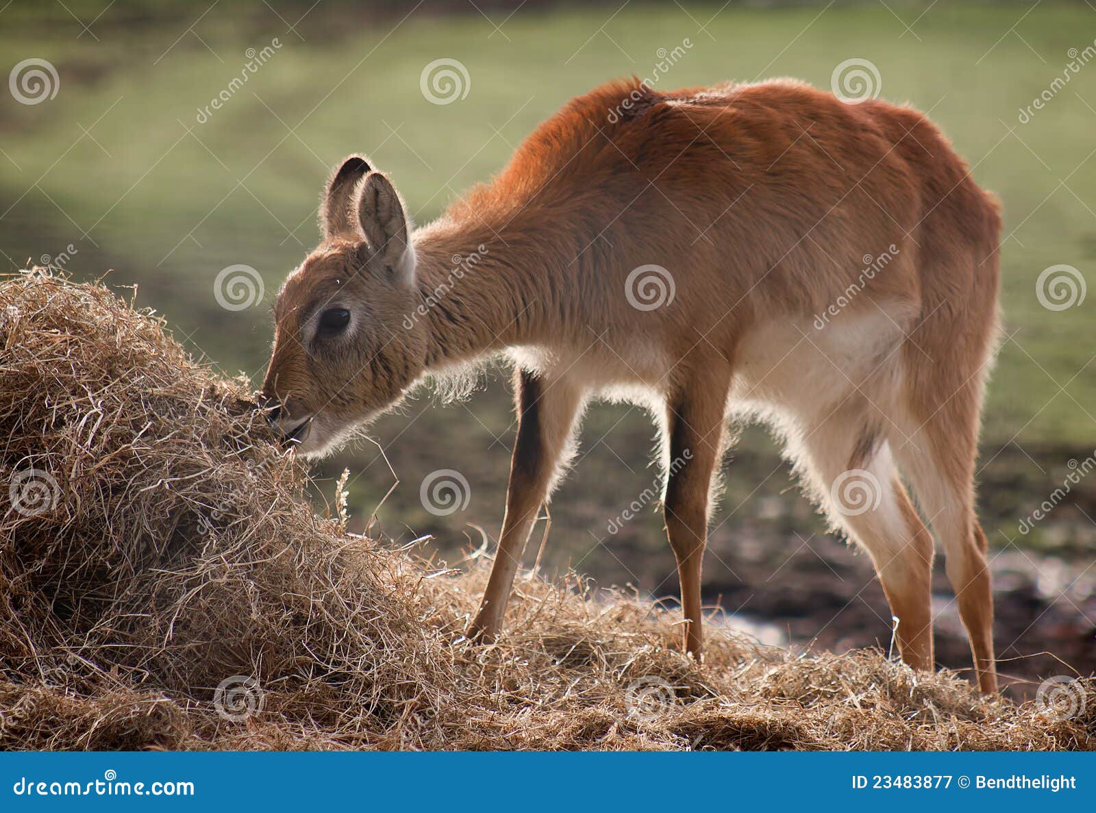 Southern Lechwe Antelope stock image. Image of deer, horns - 23483877