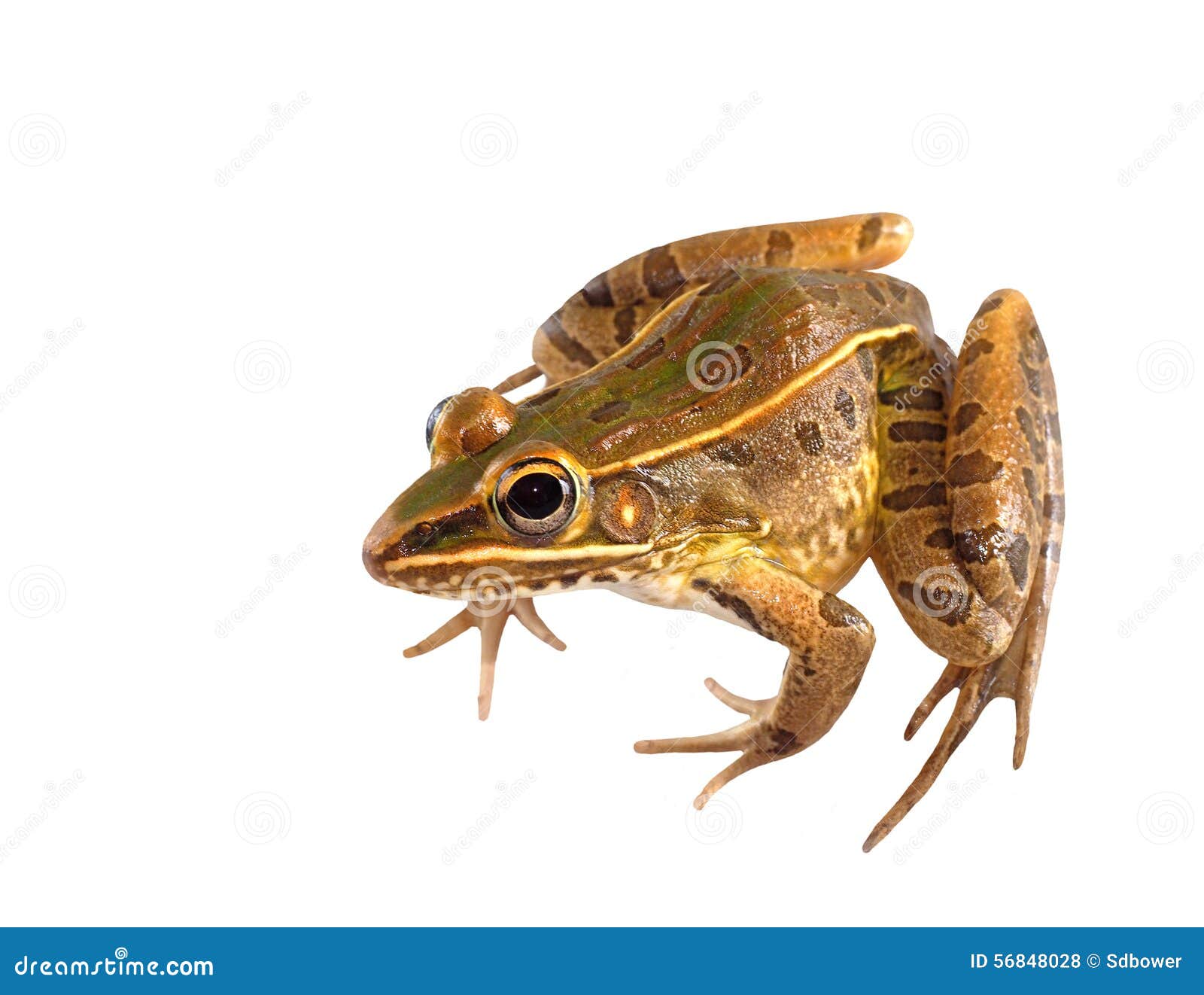 Southern Leopard Frog Seated Isolated on White Stock Photo - Image of ...