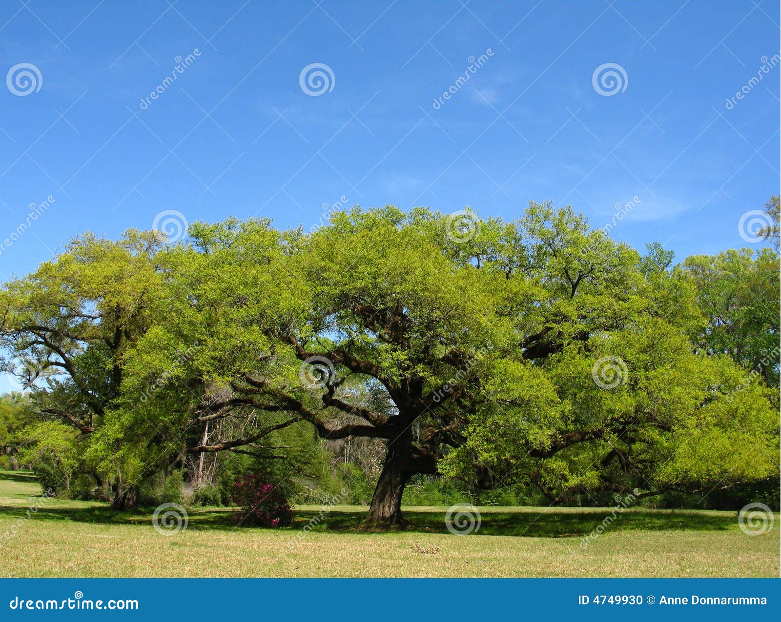 Southern Live Oak stock photo. Image of growing, daylight - 4749930