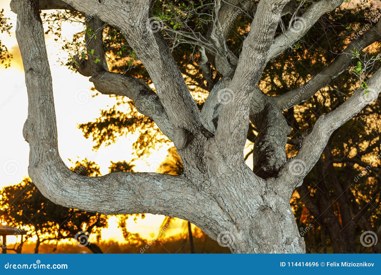 Southern Live Oak Tree Backlit with Sunset Stock Photo - Image of ...