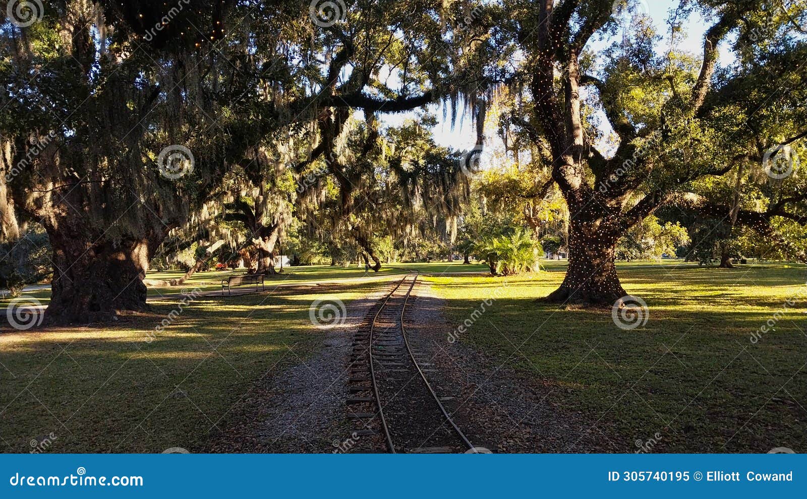 Ancient Southern Live Oak Trees in New Orleans Stock Image - Image of ... Ancient Southern Live Oak Trees in New Orleans Stock Image - Image of ...