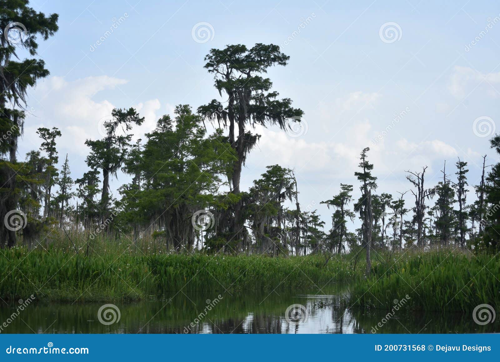 Southern Louisiana Swamp Landscape in the Spring Stock Photo - Image of ...