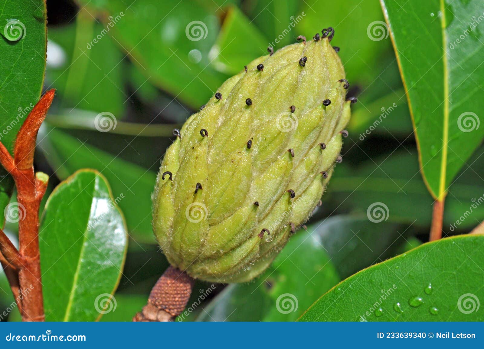 Tree Identification. Fruit. Southern Magnolia. Magnolia Grandiflora ...