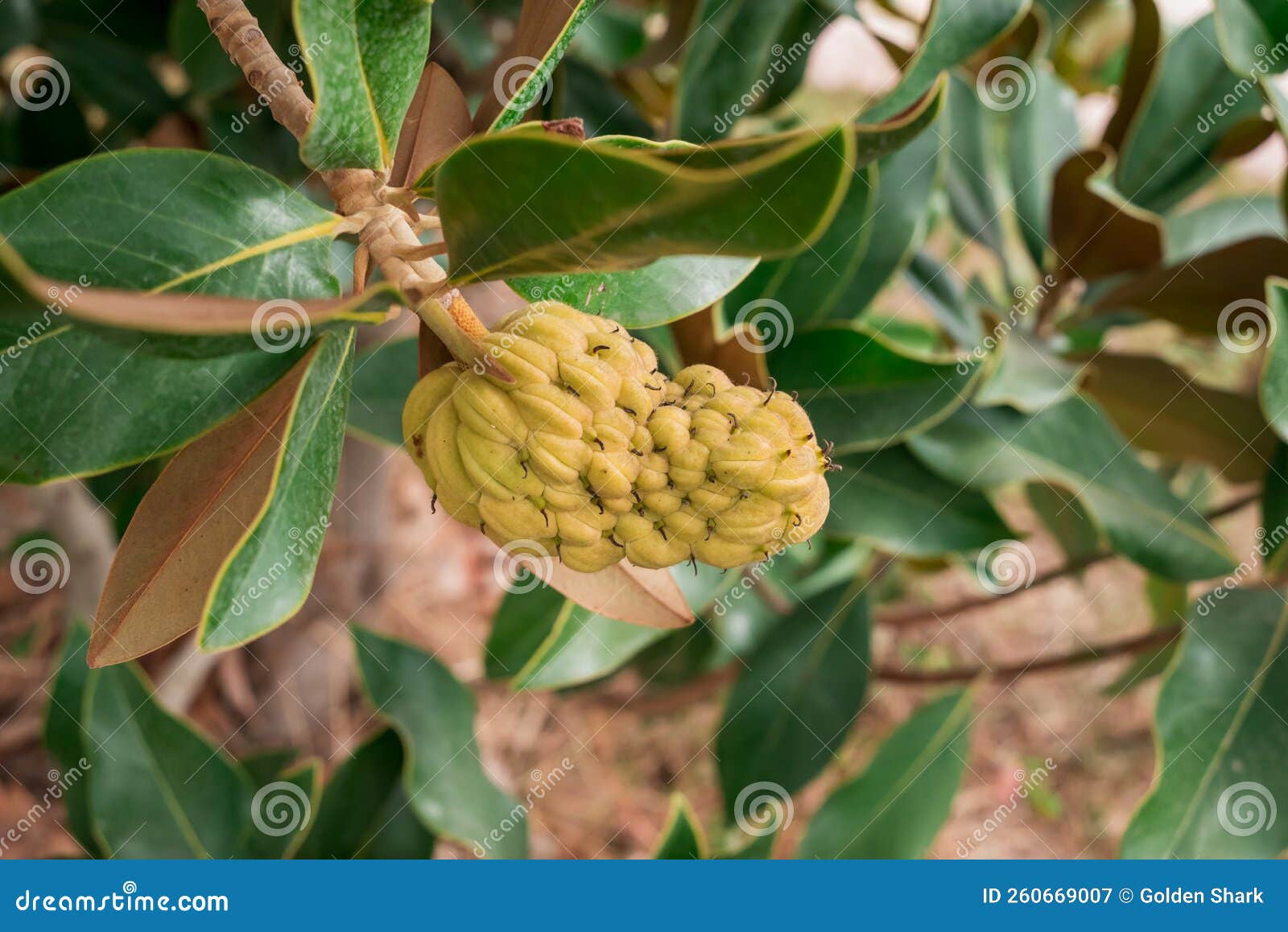 Southern Magnolia Fruit Magnolia Grandiflora Tree Stock Image - Image ...