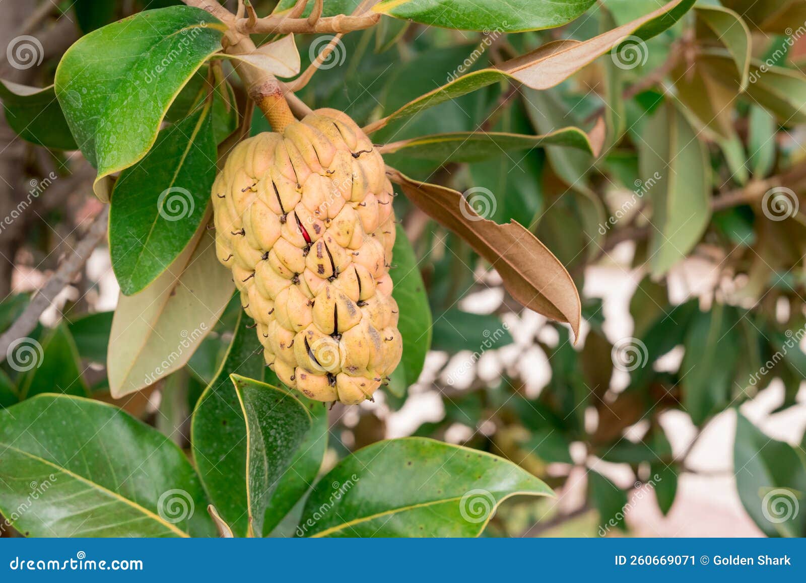Southern Magnolia Fruit Magnolia Grandiflora Tree Stock Image - Image ...