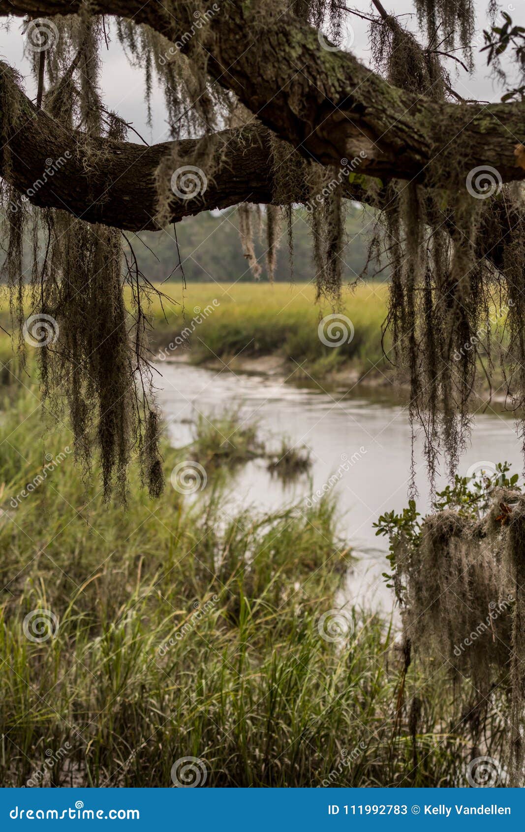 Southern Marsh through Spanish Moss Stock Image - Image of green ...