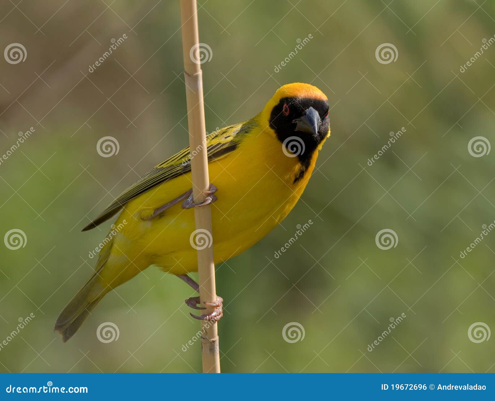 Southern masked weaver stock photo. Image of bird, eater - 19672696