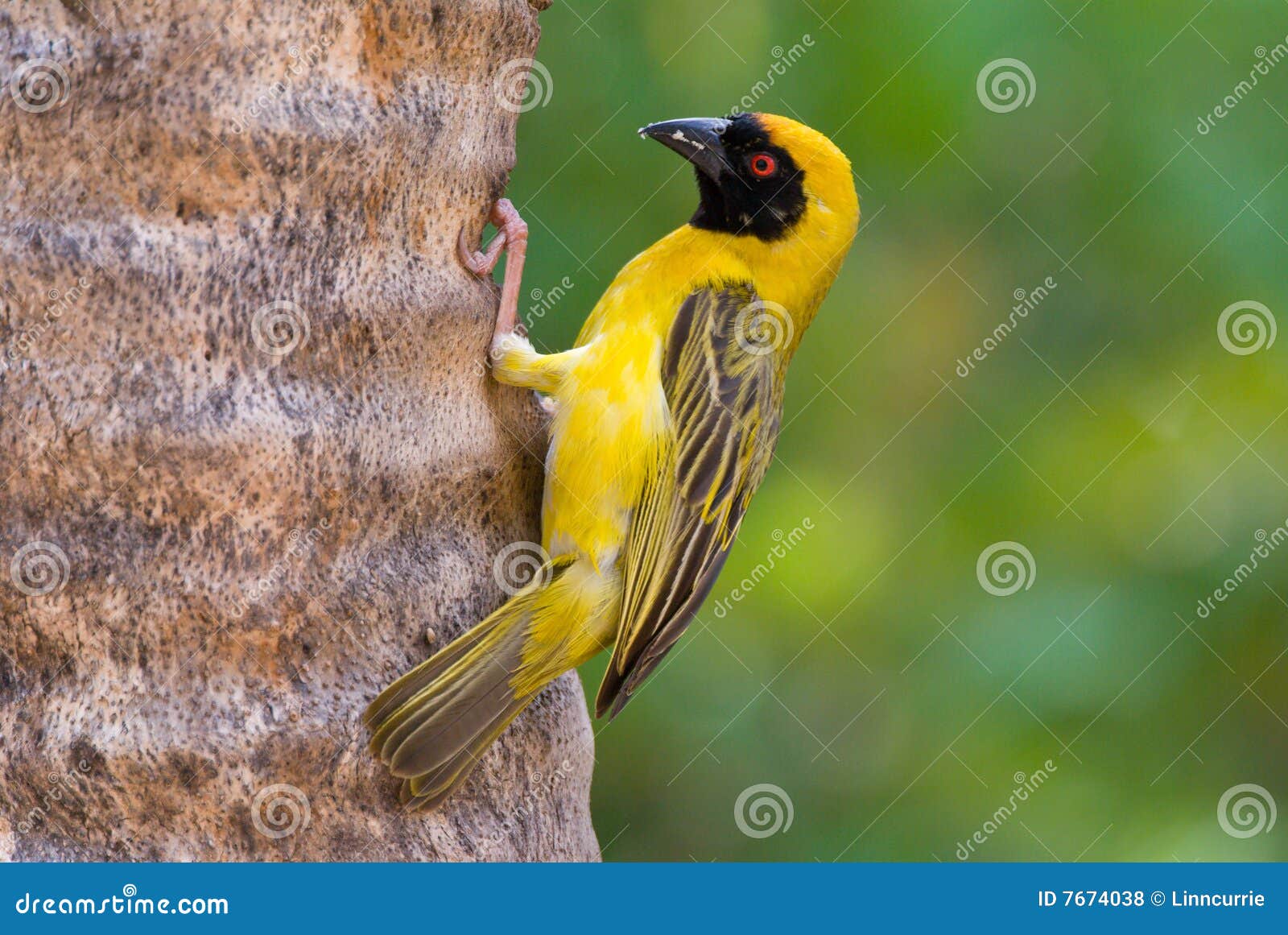 Southern masked weaver stock photo. Image of mask, avian - 7674038