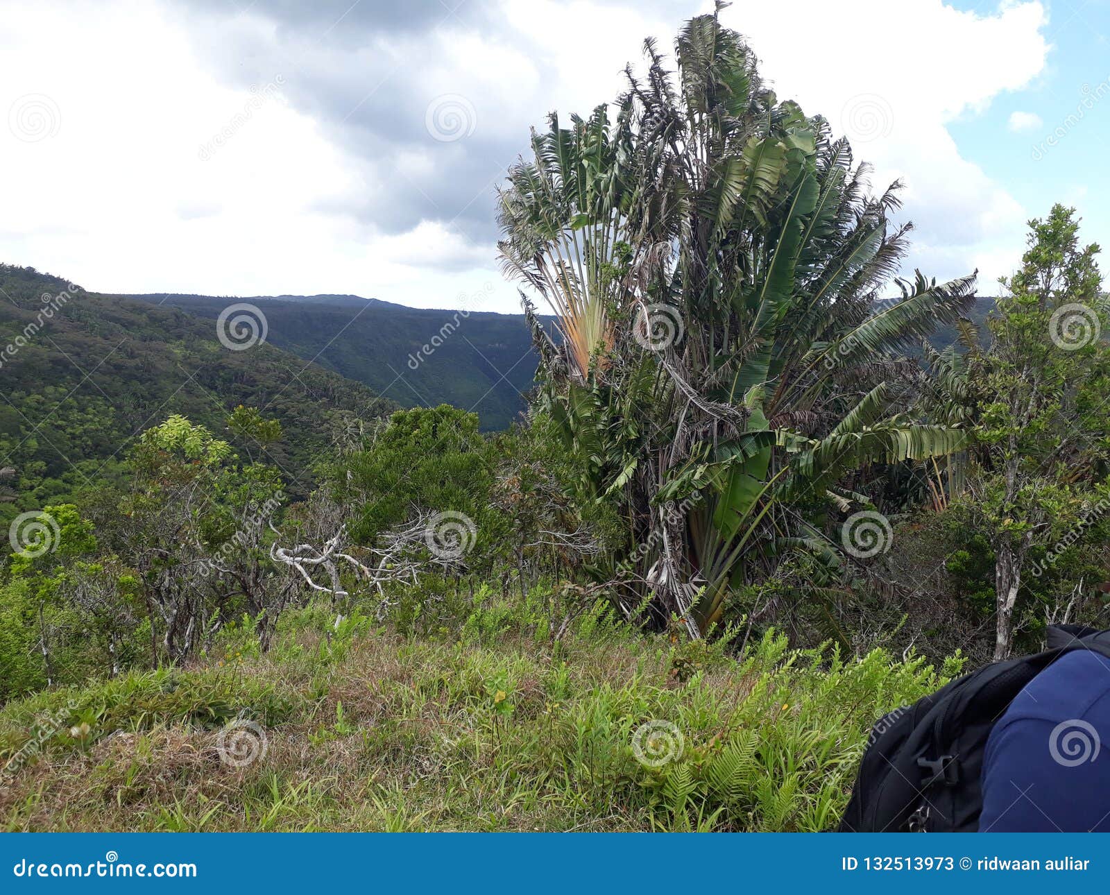 Ravinal stock image. Image of forest, trees, mauritius - 132513973
