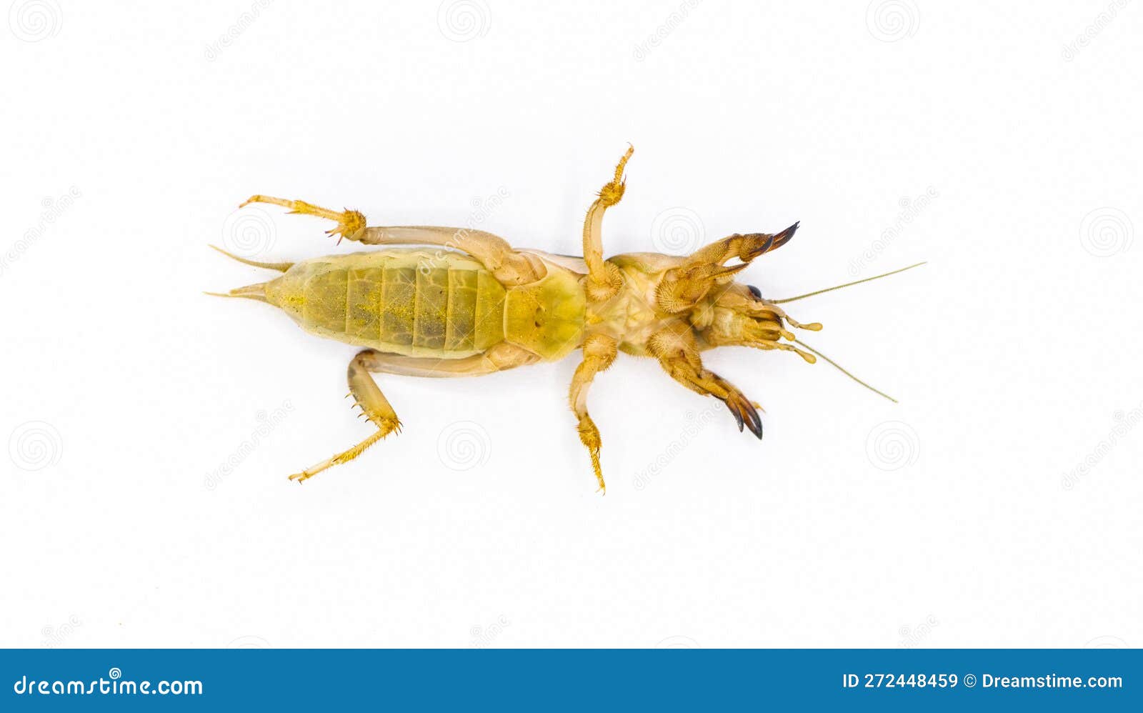 Southern Mole Cricket - Scapteriscus or Neoscapteriscus Borellii ...