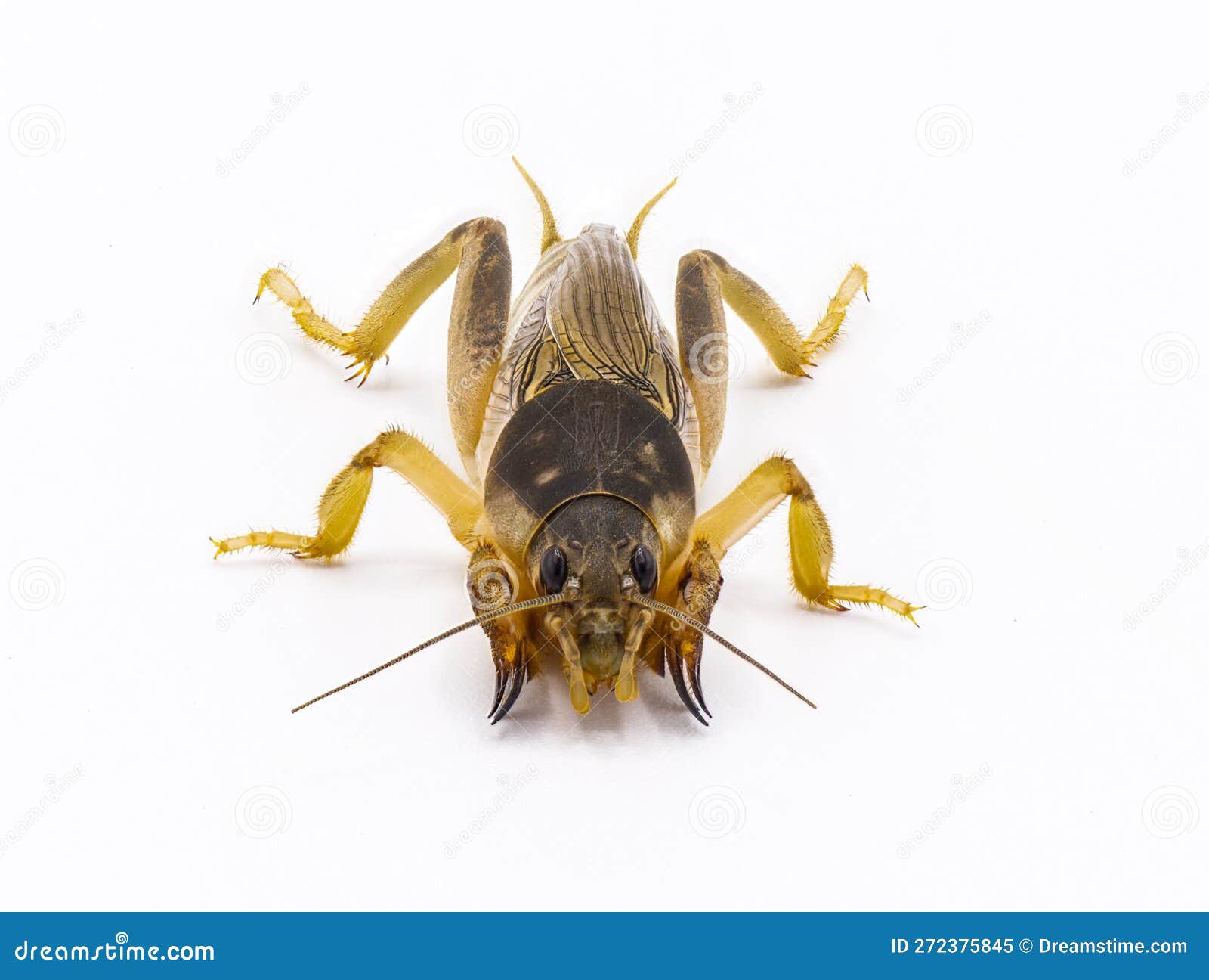 Southern Mole Cricket - Scapteriscus or Neoscapteriscus Borellii ...