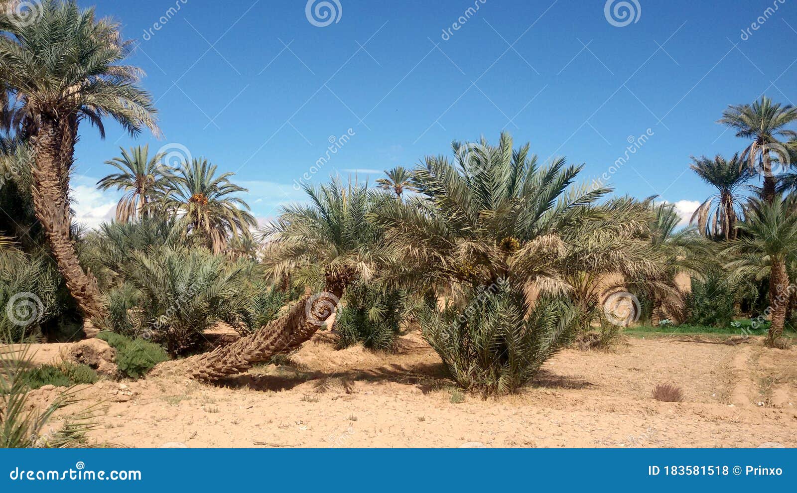 Southern Morocco Palms - Sahara Stock Photo - Image of savanna ...