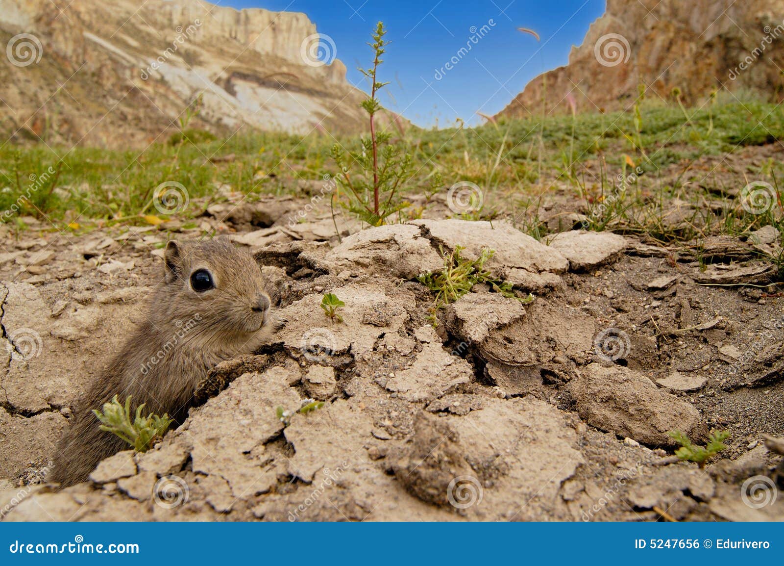 Southern Mountain Cavy in Habitat Stock Photo - Image of gray, zoology ...