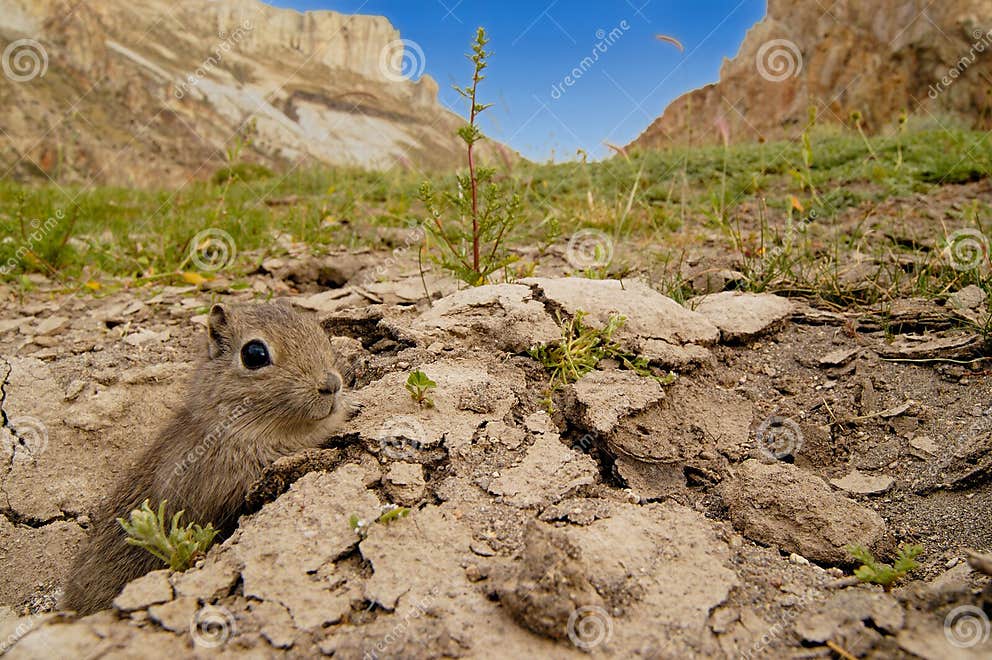 Southern Mountain Cavy in Habitat Stock Photo - Image of gray, zoology ...
