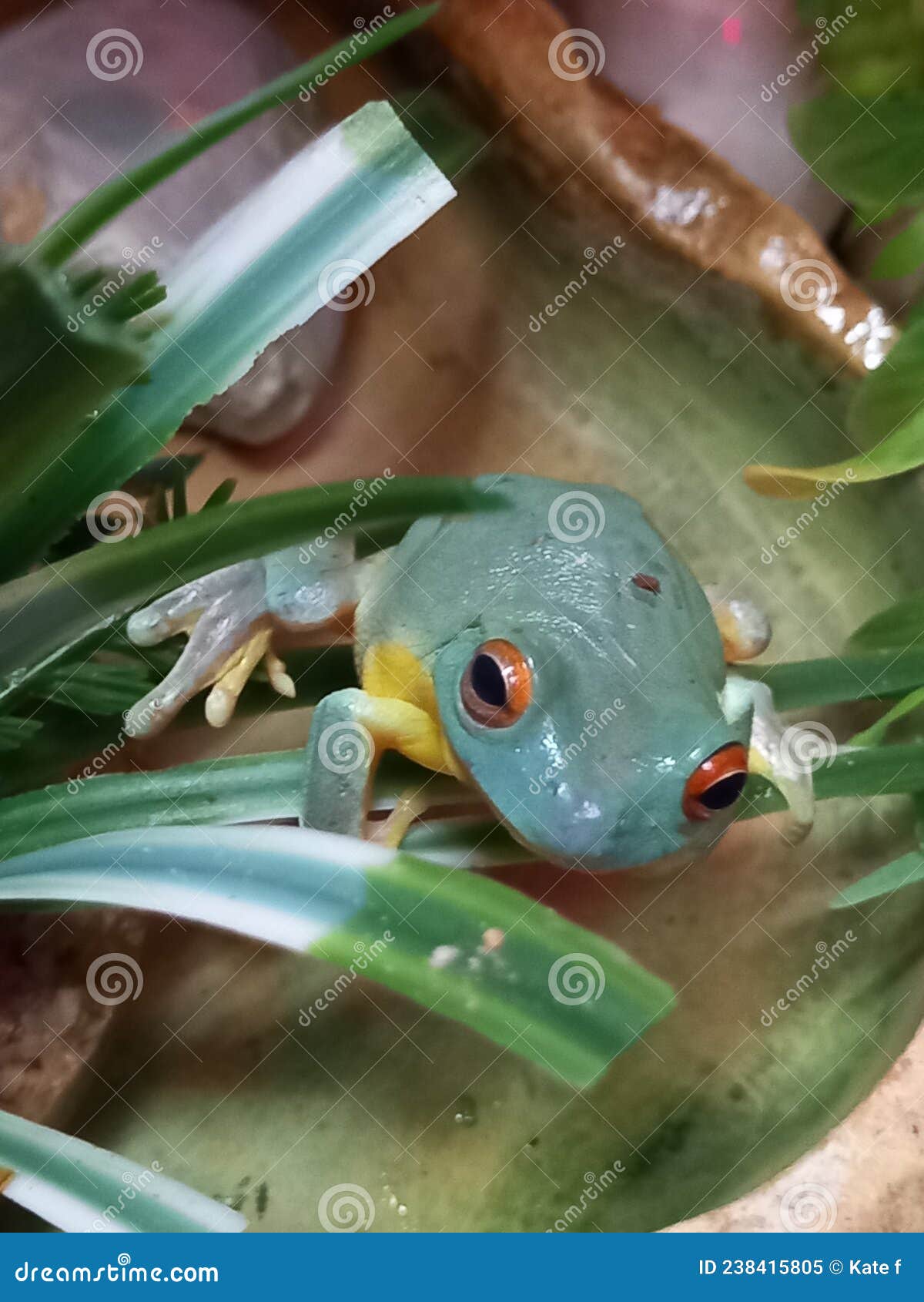 Southern Orange- Eyed Tree Frog Stock Image - Image of frog, tree ...