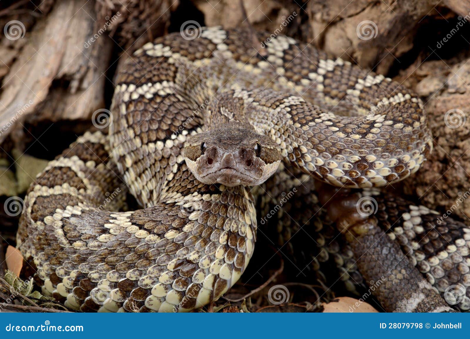 Southern Pacific Rattlesnake. Stock Photo - Image of snake, venom: 28079798