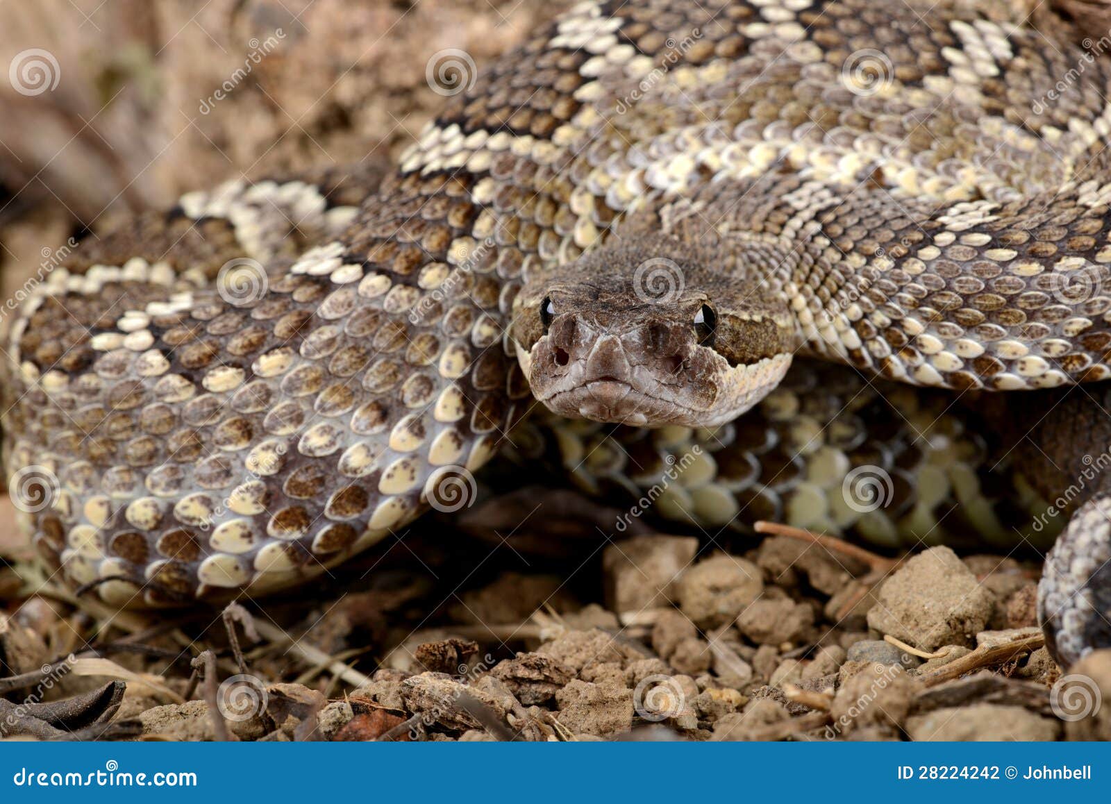 Southern Pacific Rattlesnake. Stock Photo - Image of rattles, snake ...