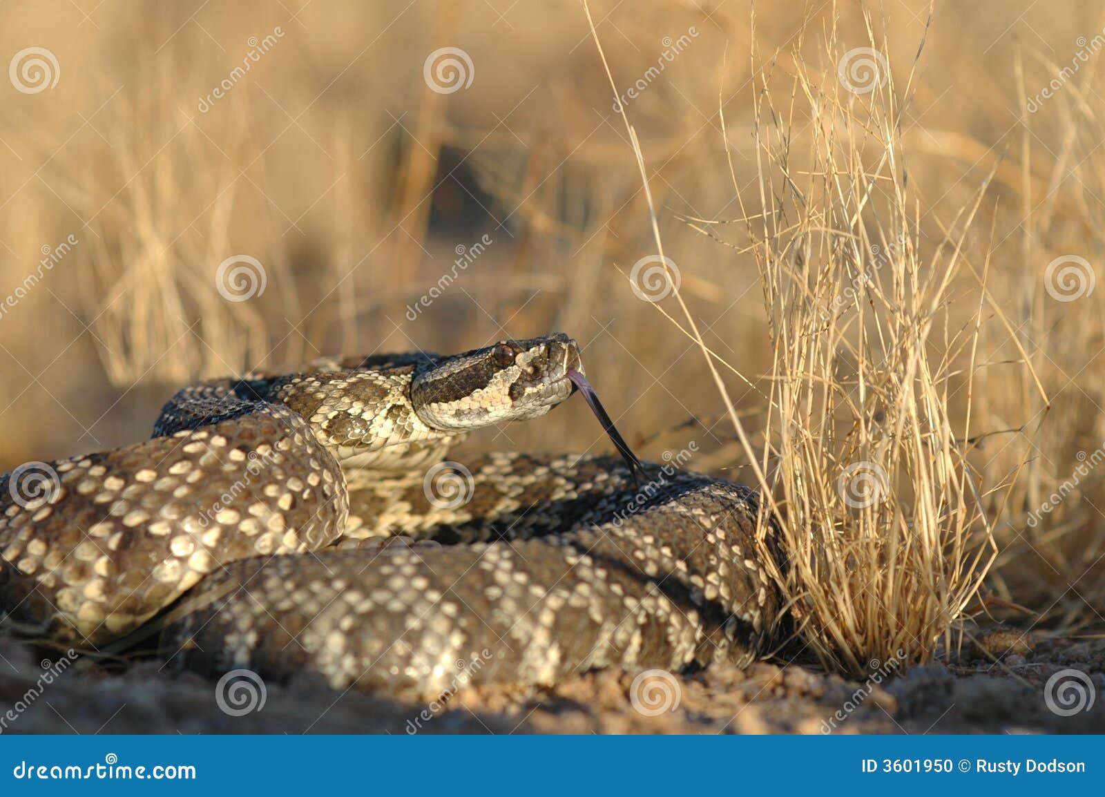 Southern Pacific Rattlesnake Stock Photo - Image of venomous, nature ...