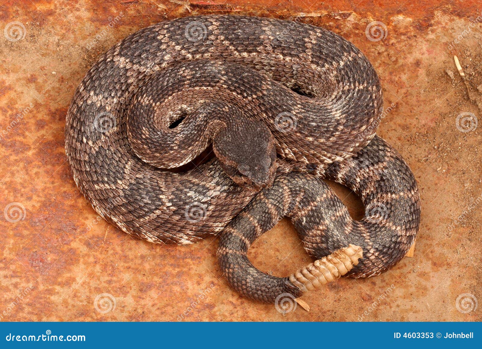 Southern Pacific Rattlesnake. Stock Image - Image of reptile, venom ...