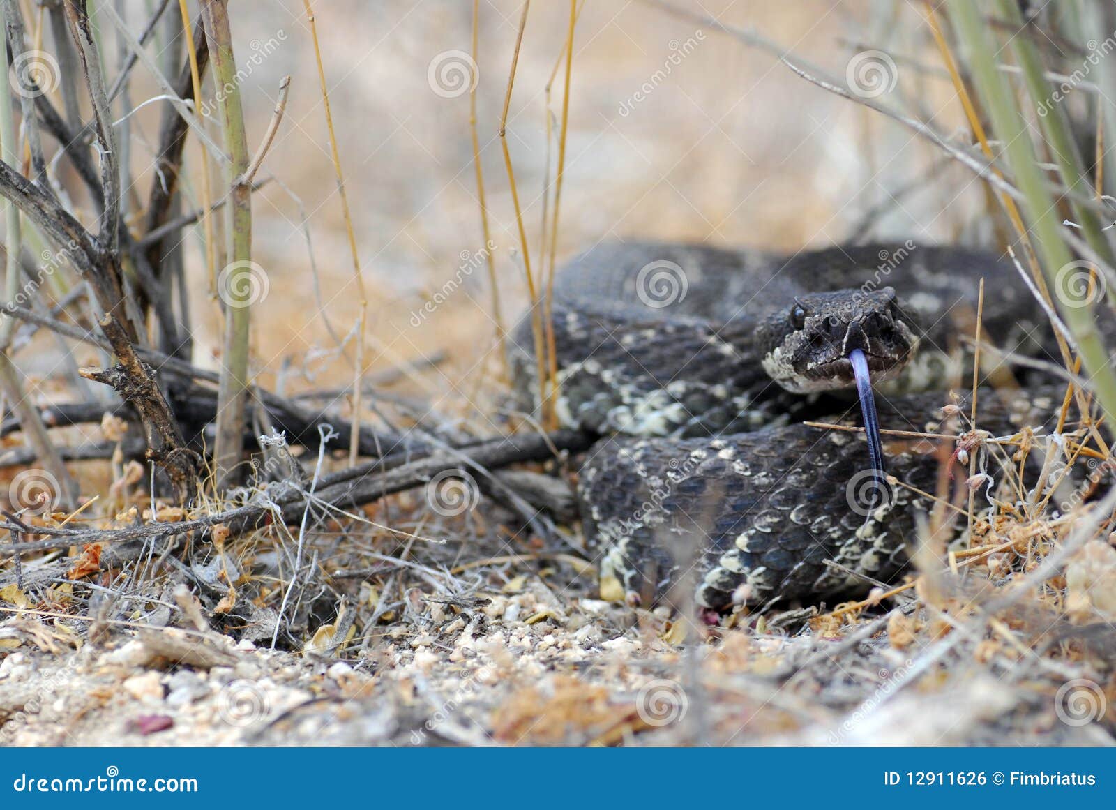 Rattlesnake Coiled Up In Front Of An Old Dead Tree Stump And Looking At ...