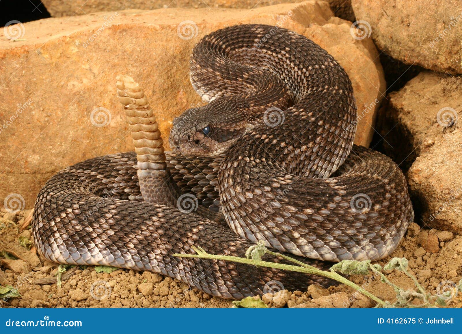 Southern Pacific Rattlesnake Crotalus Viridis Stock Image - Image of ...